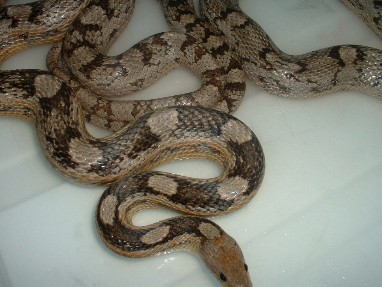 Scary Looking Snakes